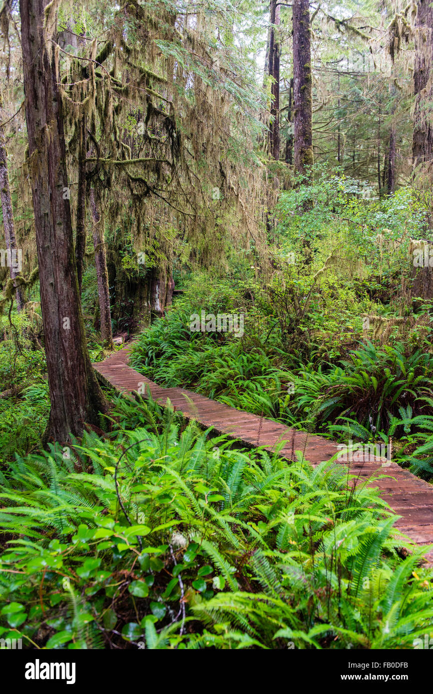 Boardwalk, Rainforest Trail, Pacific Rim National Park, Vancouver ...