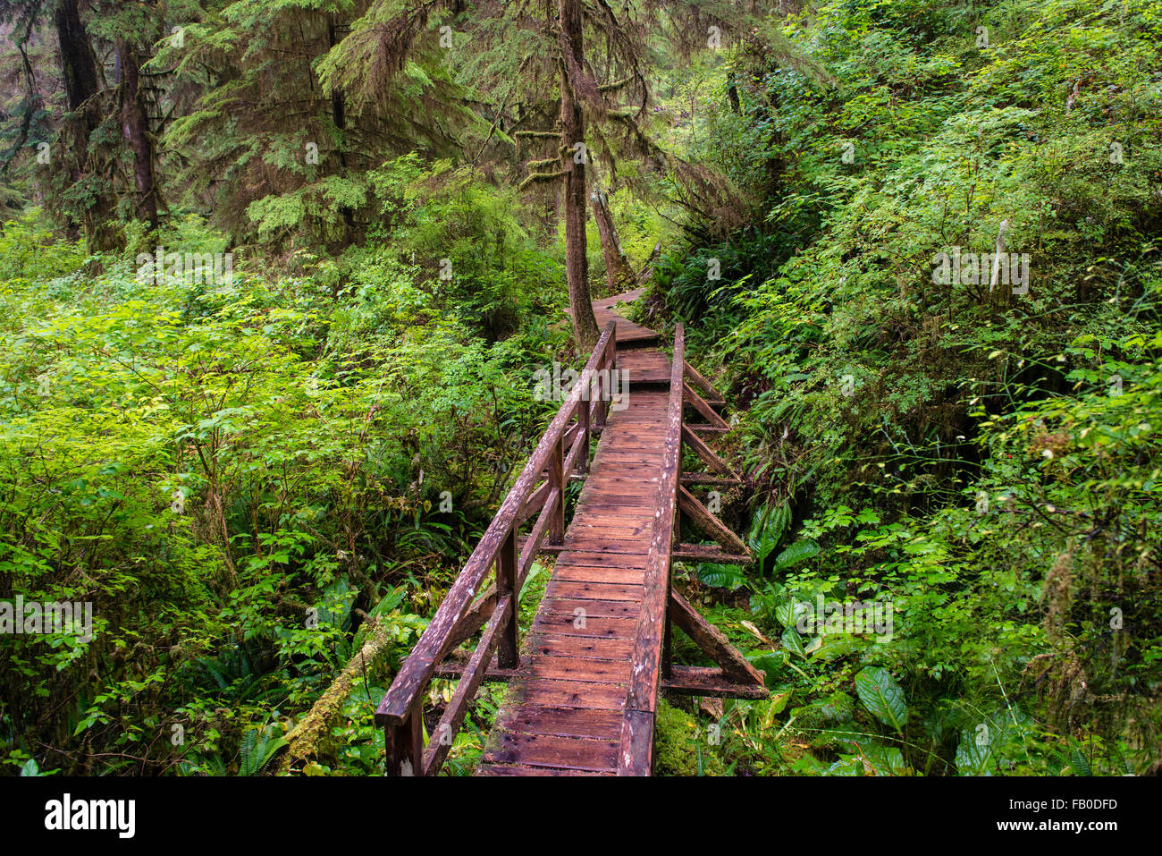 Boardwalk, Rainforest Trail, Pacific Rim National Park, Vancouver ...