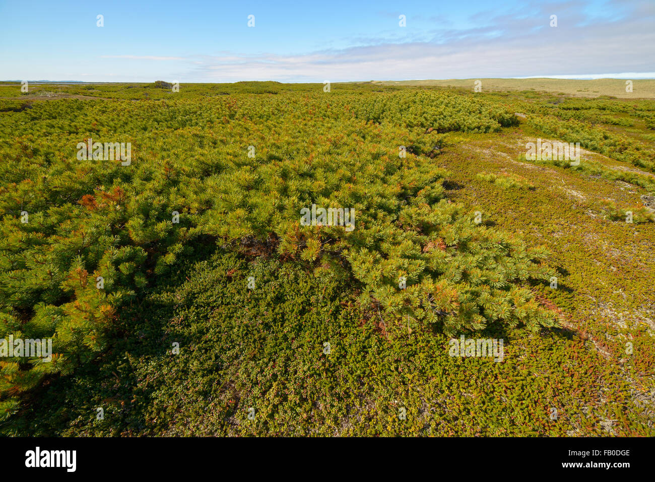 Nature and wildlife of the northern part of Sakhalin Island, Russia ...