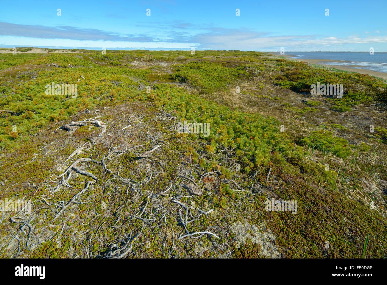 Nature and wildlife of the northern part of Sakhalin Island, Russia ...