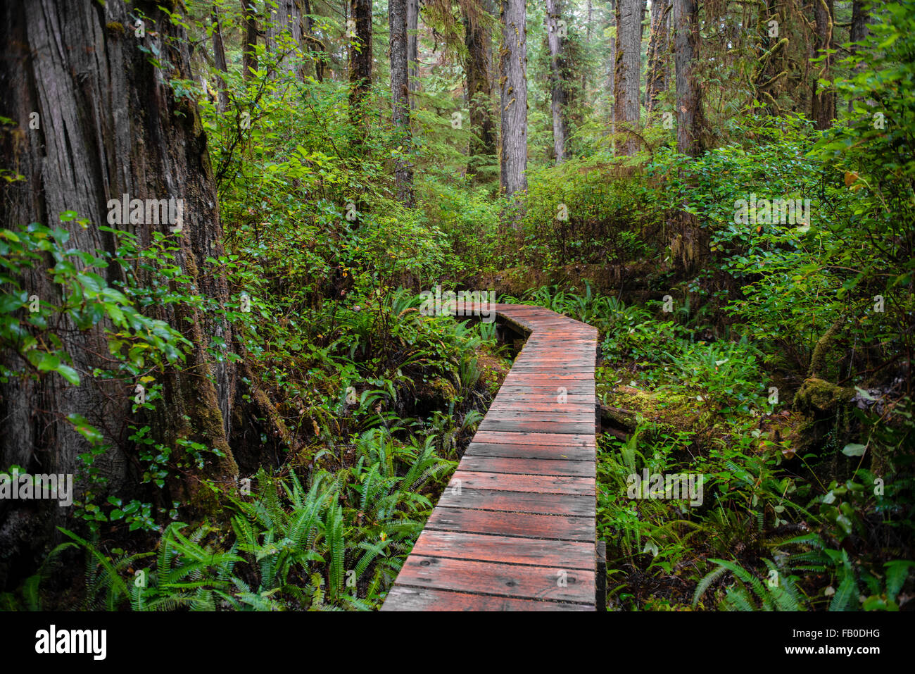 Boardwalk, Rainforest Trail, Pacific Rim National Park, Vancouver ...