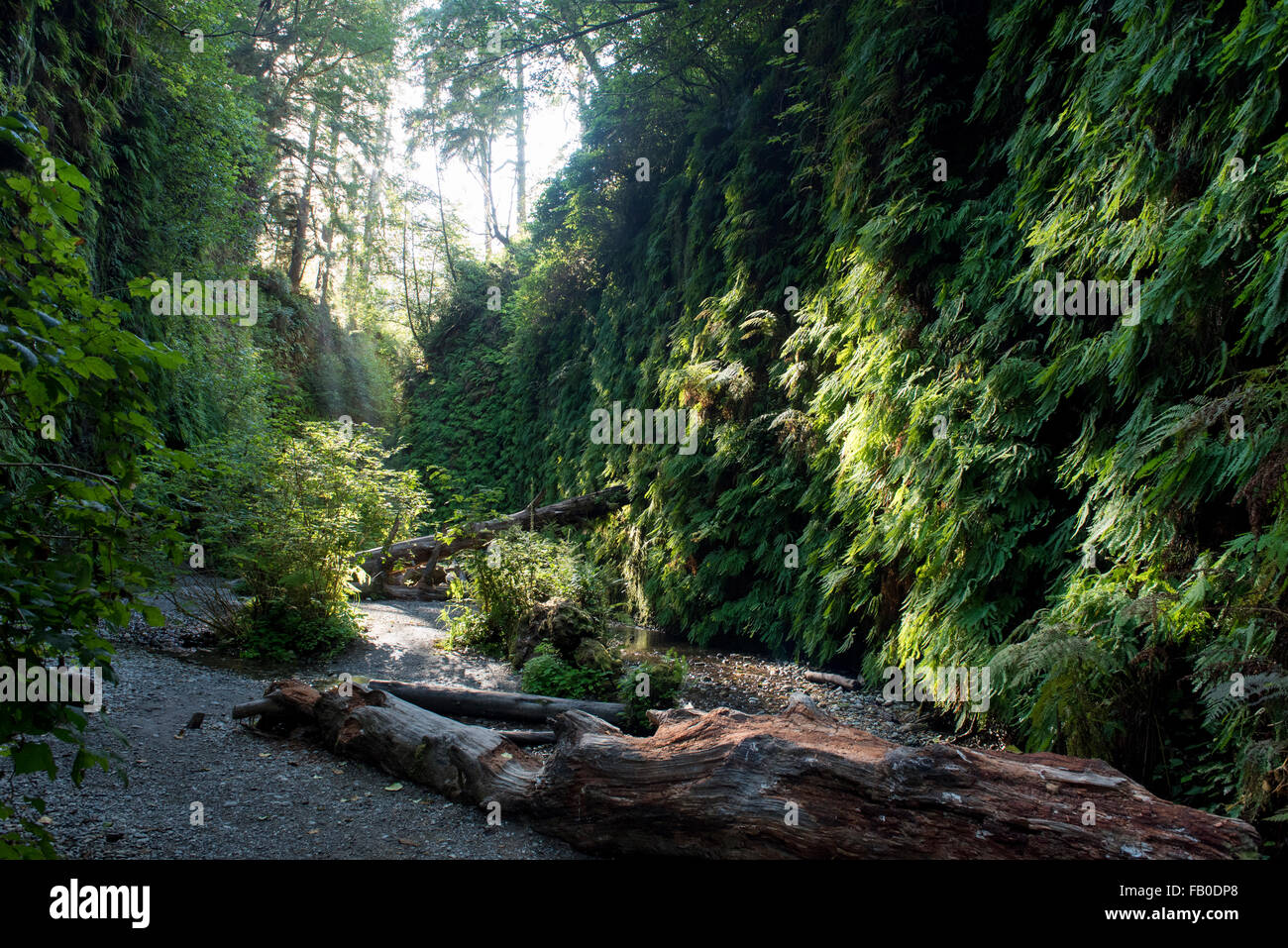 Fern Canyon is a canyon in the Prairie Creek Redwoods State Park in ...