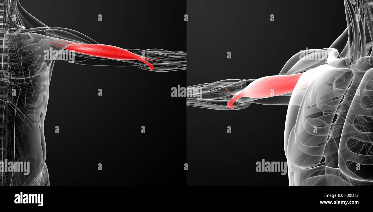 medical illustration of the biceps Stock Photo - Alamy