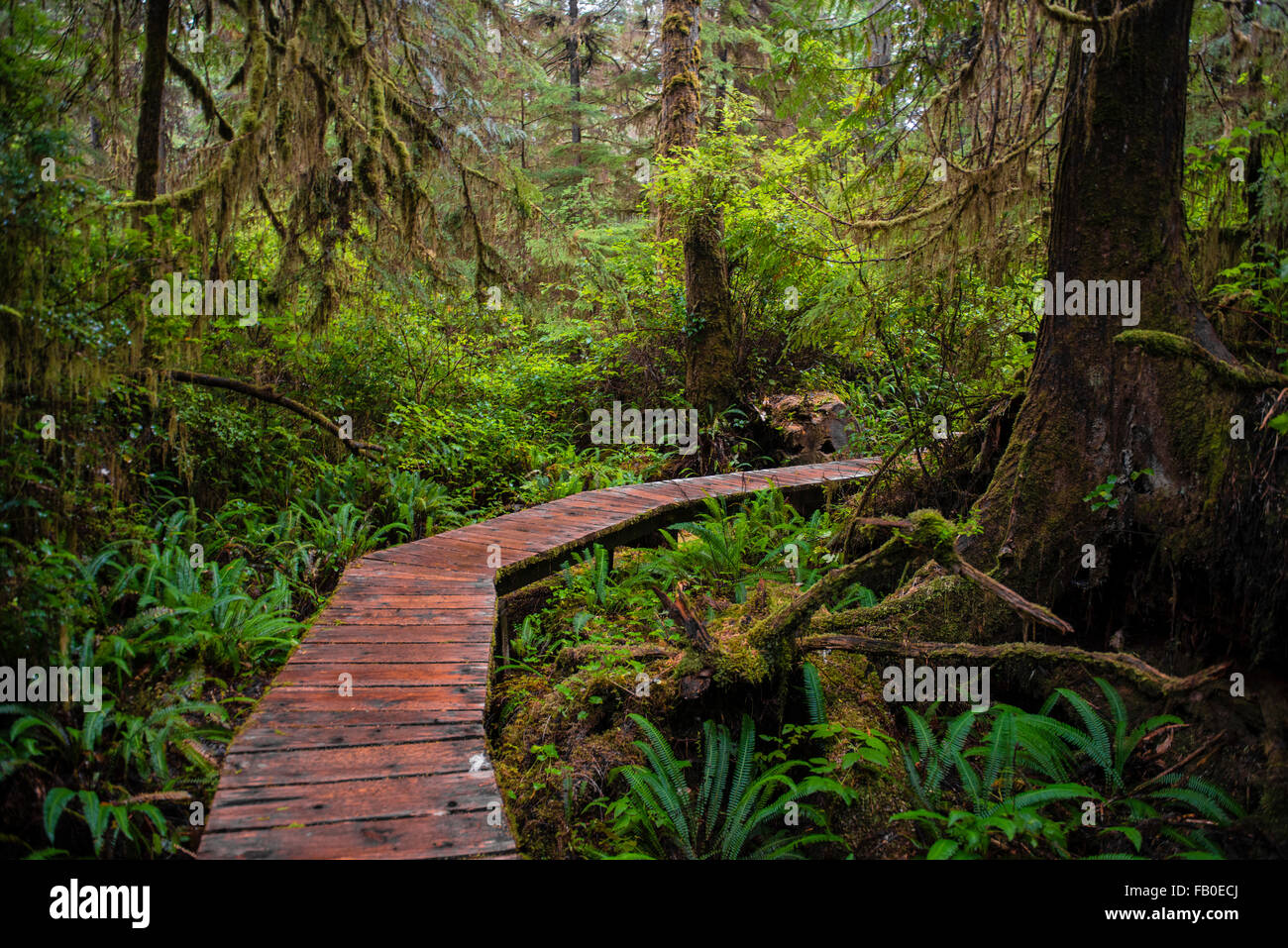 Boardwalk, Rainforest Trail, Pacific Rim National Park, Vancouver ...