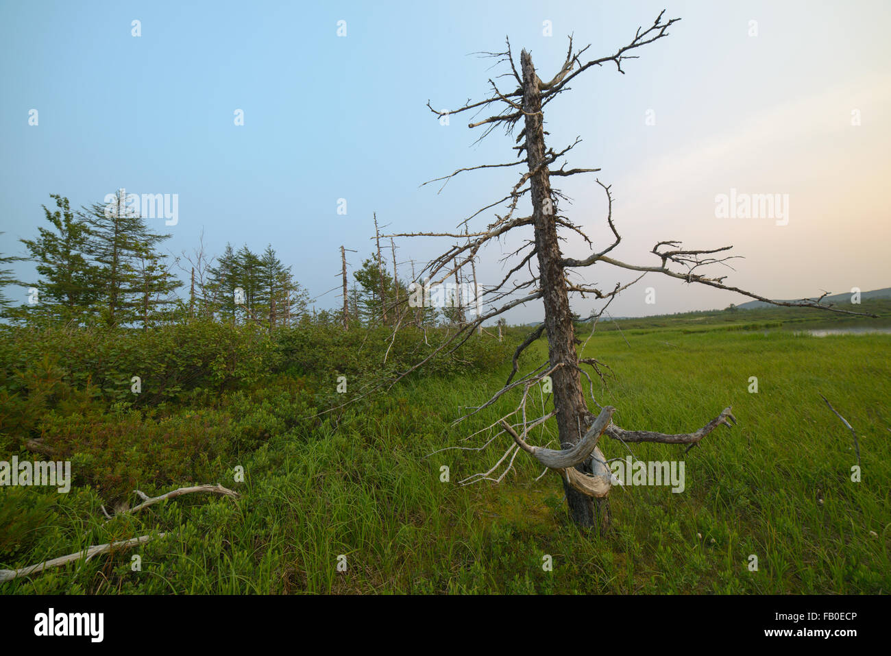 Nature and wildlife of the northern part of Sakhalin Island, Russia ...