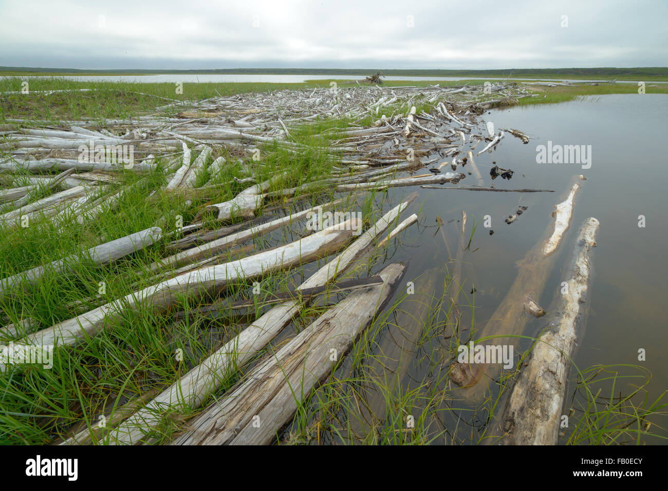 Nature and wildlife of the northern part of Sakhalin Island, Russia ...