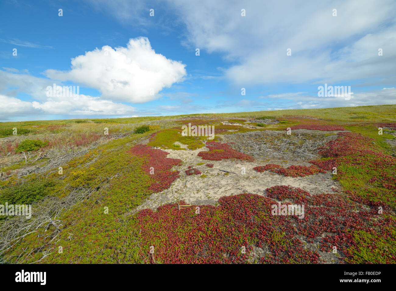 Nature and wildlife of the northern part of Sakhalin Island, Russia ...