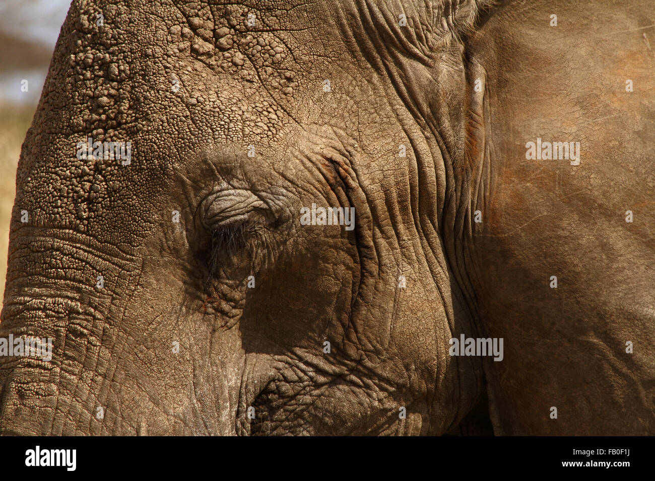 Close up shot of an elephant's head focused around the eye lid ...
