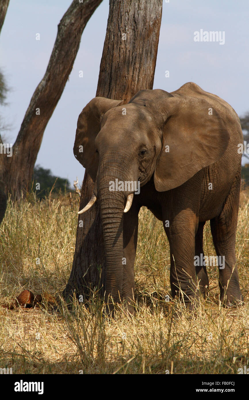 African bush elephant tree hi-res stock photography and images - Alamy
