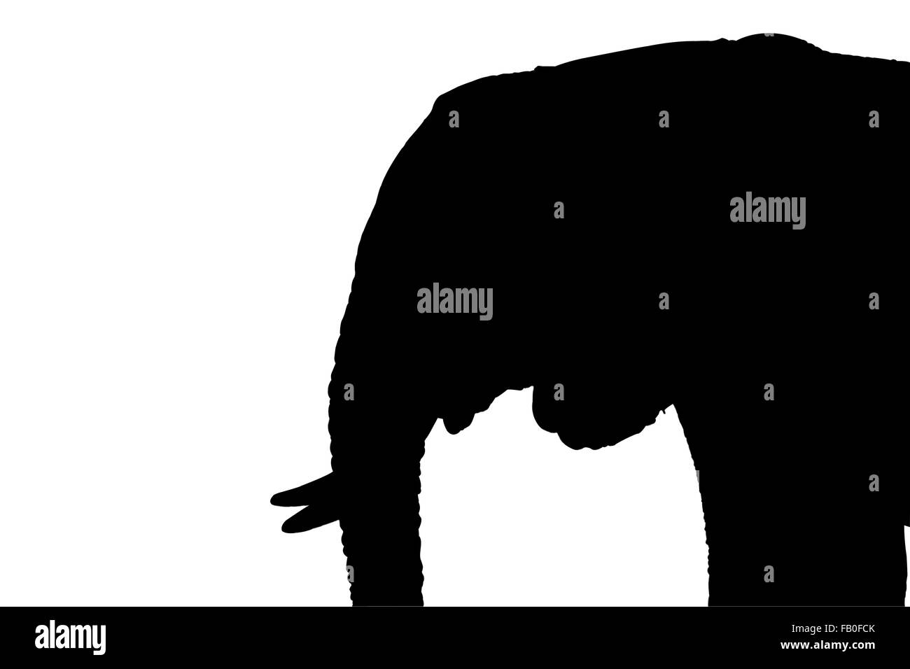Elephant head silhouette hi-res stock photography and images - Alamy