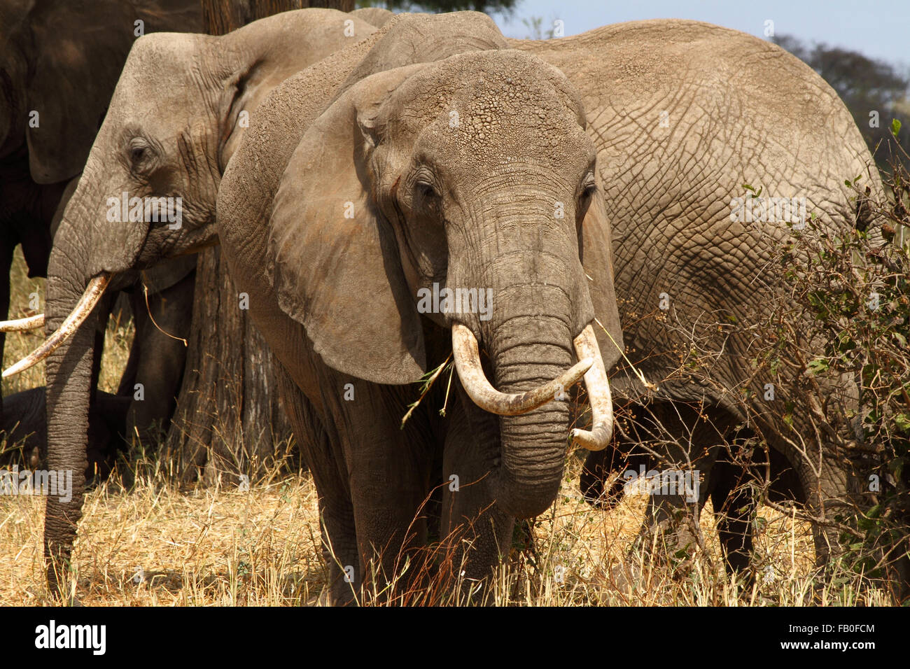 Large African Bush Elephant (Loxodonta africana) with big tusks and ...