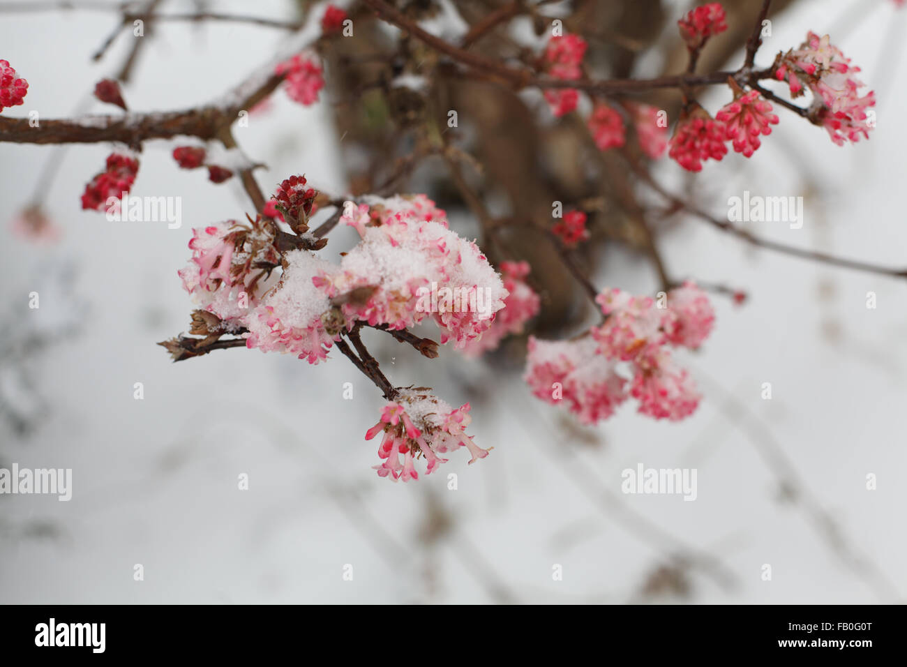 Cherry blossom and snow hi-res stock photography and images - Alamy