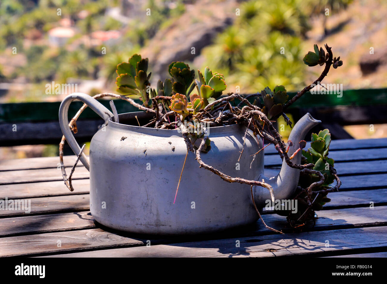 Strange Unusual Plant Pot Stock Photo - Alamy