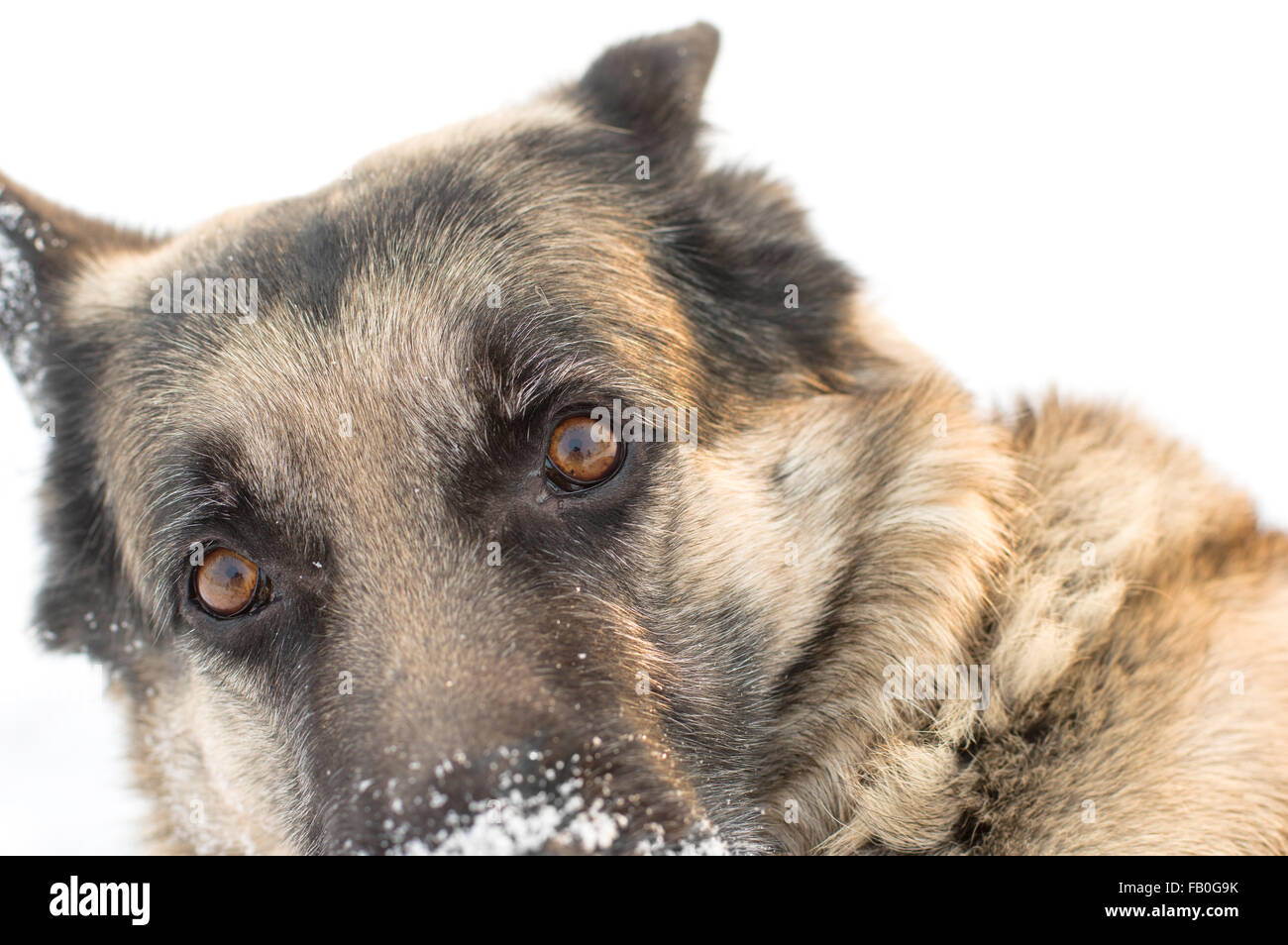 Shepherd Dog Face Stock Photo - Alamy