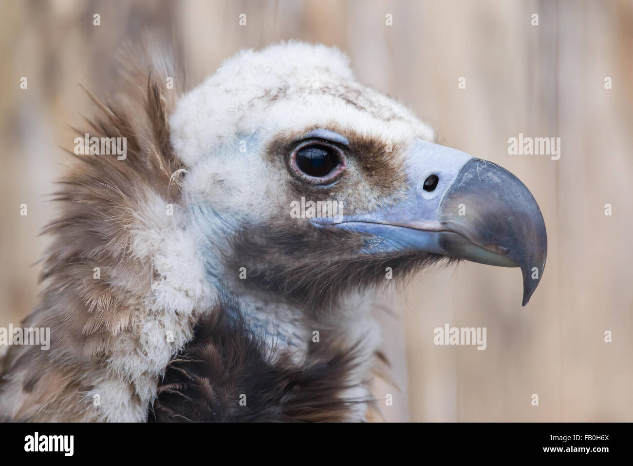 Face portrait of a Cinereous Vulture (Aegypius monachus), also known as ...