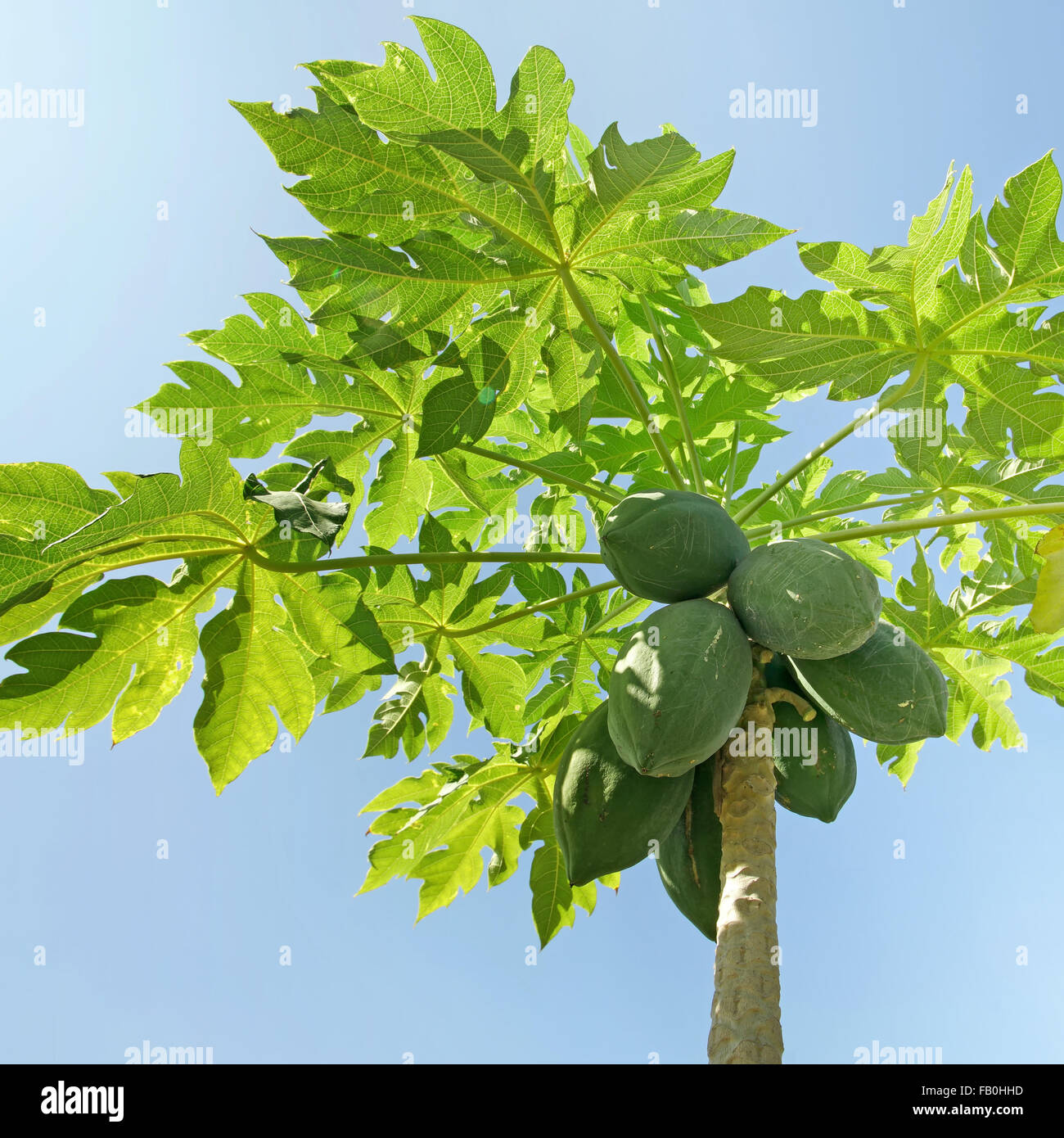 papaya fruit on tree with sky background Stock Photo - Alamy