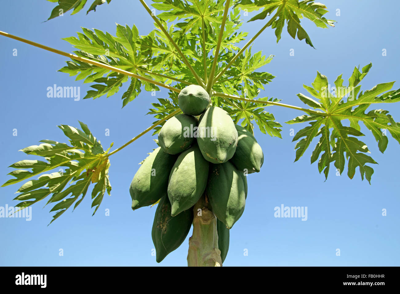 papaya fruit on tree with sky background Stock Photo - Alamy