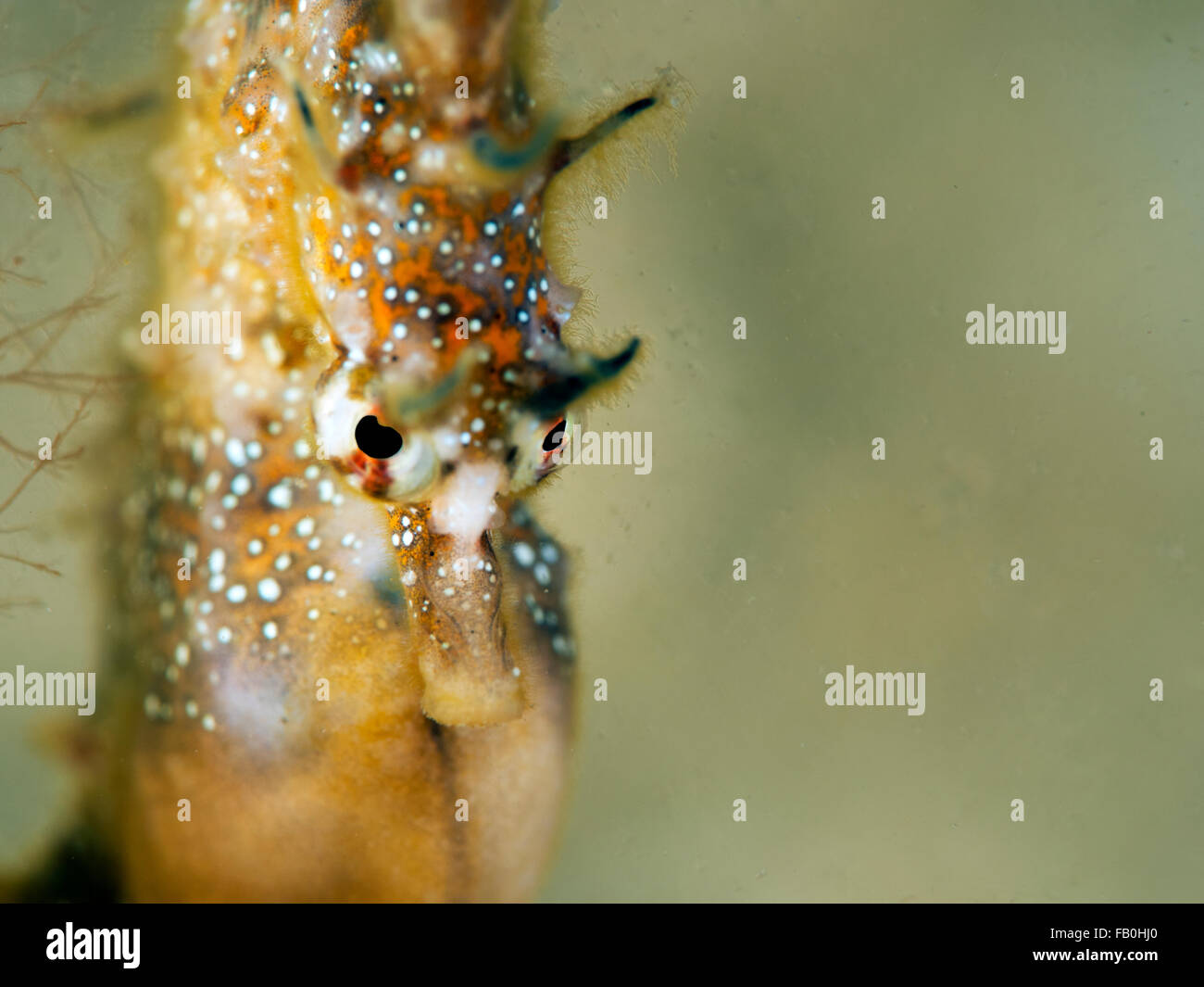 Pygmy Sea Horse Blairgowrie Pier Victoria Australia Stock Photo - Alamy
