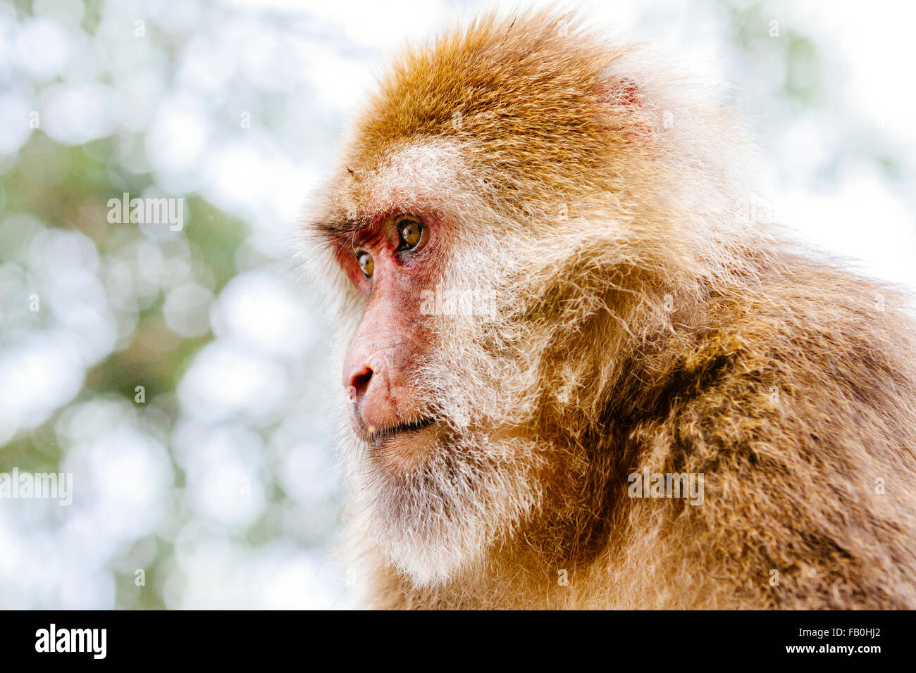 Mt.Emei, Sichuan province, China - Close up of the cute macaque in the ...