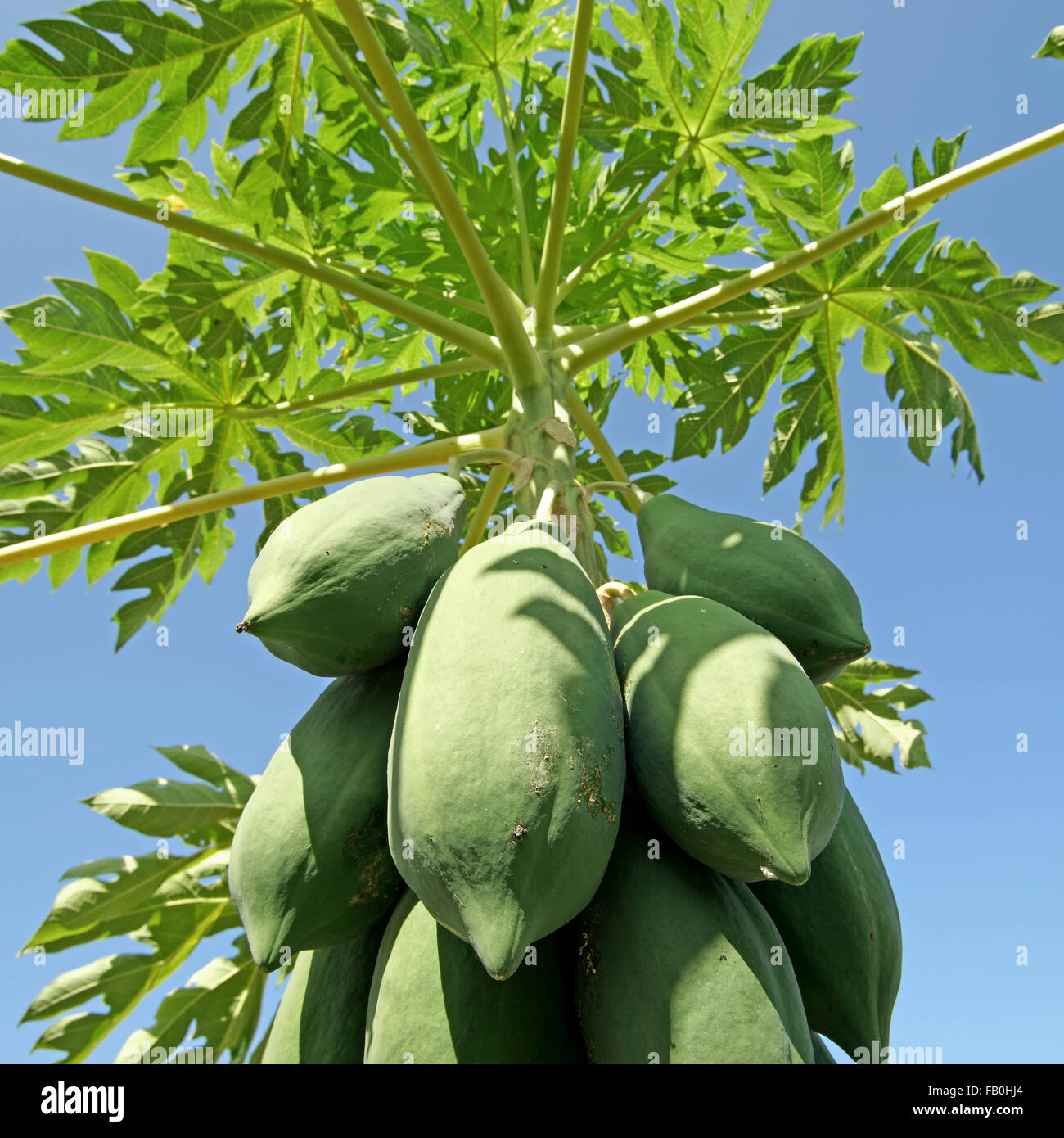 papaya fruit on tree with sky background Stock Photo - Alamy