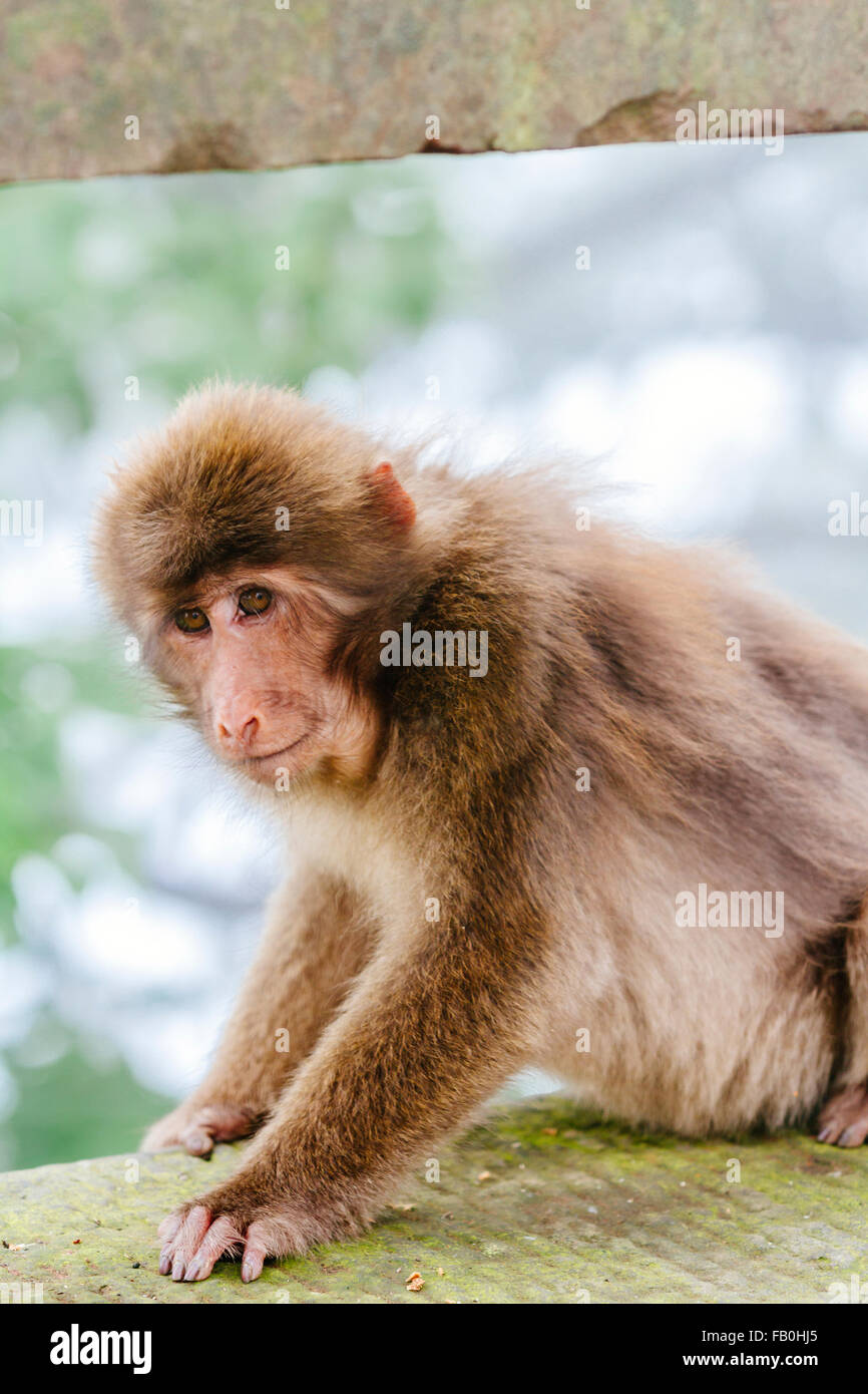Mt.Emei, Sichuan province, China - Close up of the cute macaque in the ...
