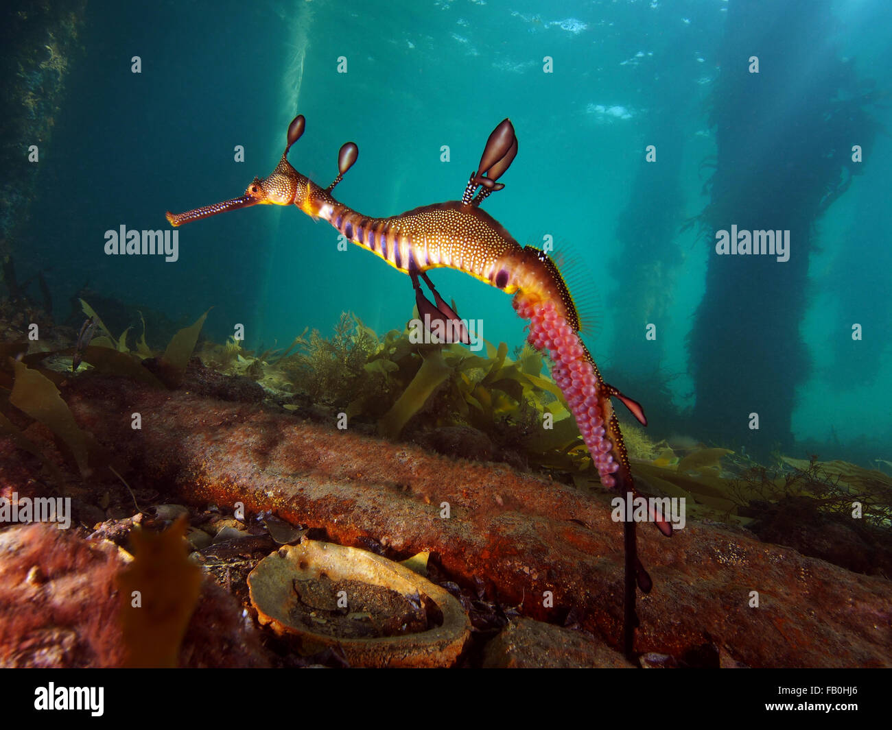 Weedy Sea Dragon Flinders Pier Victoria Australia Natural Habitat Stock ...