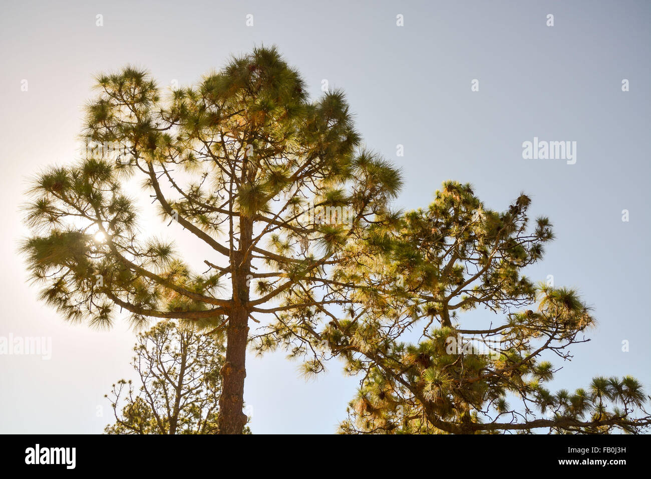 Pine Tree View Stock Photo - Alamy