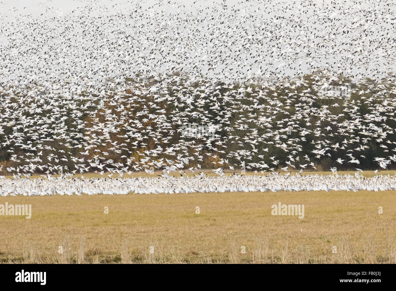 Westham island hi-res stock photography and images - Alamy