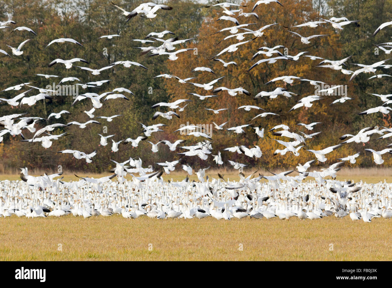 In the chen genus hi-res stock photography and images - Alamy