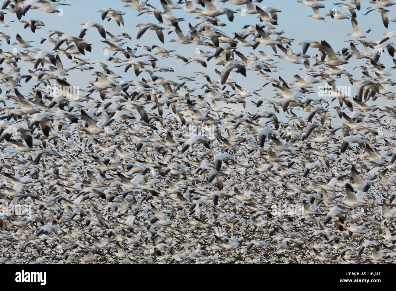 Flock of Snow goose Westham Island, Vancouver BC,Canada Stock Photo - Alamy