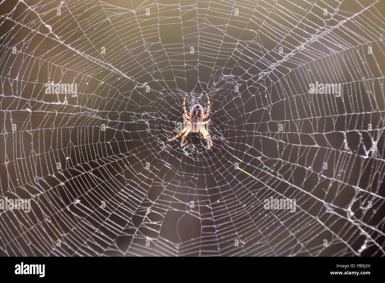 Spider and his Web Stock Photo - Alamy