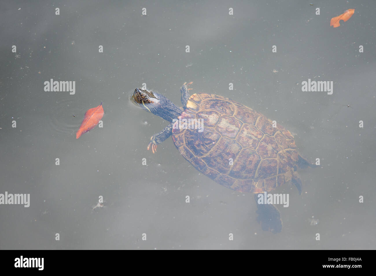 Cute turtle on lake in hi-res stock photography and images - Alamy