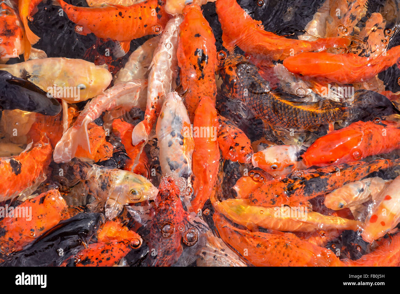 Carp Fish Texture Background Pattern Stock Photo - Alamy