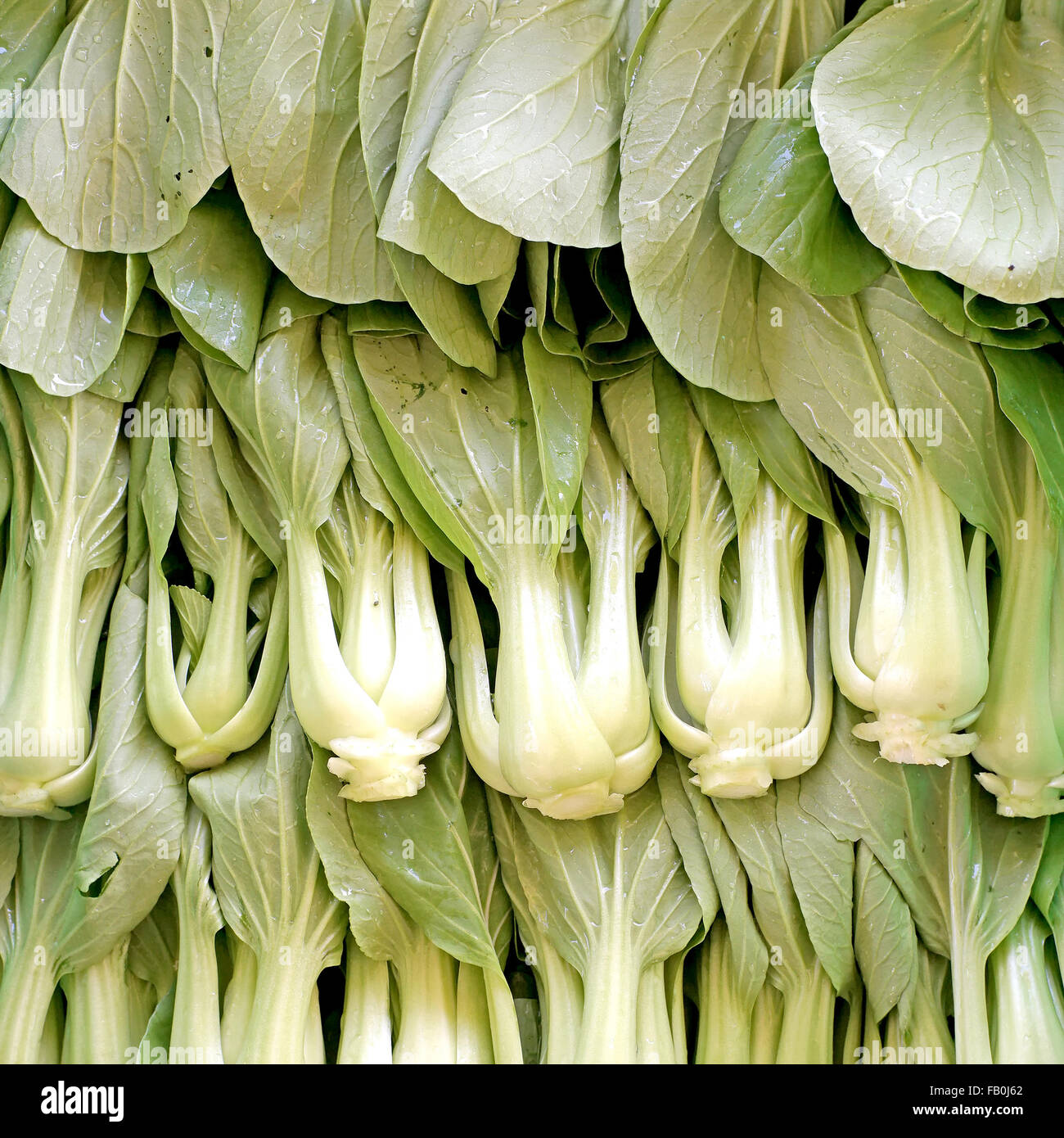 pile of organic lettuce pakchoi harvest in farm Stock Photo - Alamy