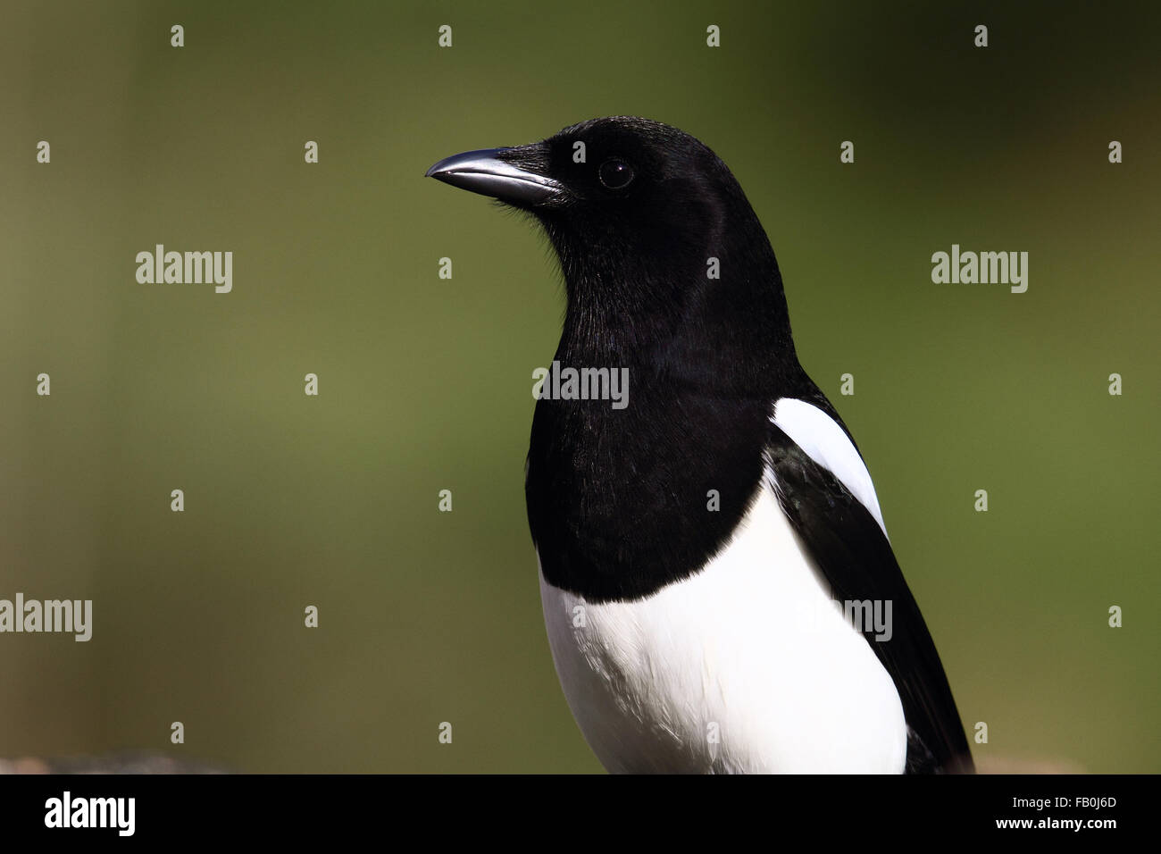 Pica pica magpie female hi-res stock photography and images - Alamy