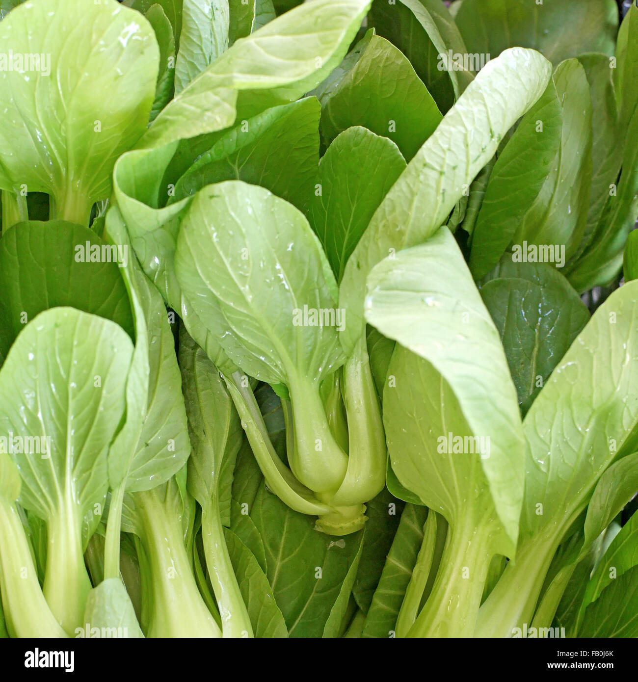pile of organic lettuce pakchoi harvest in farm Stock Photo - Alamy