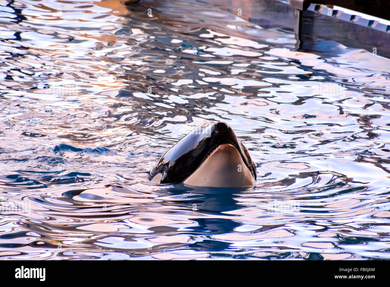 Mammal Orca Killer Whale Fish Stock Photo - Alamy