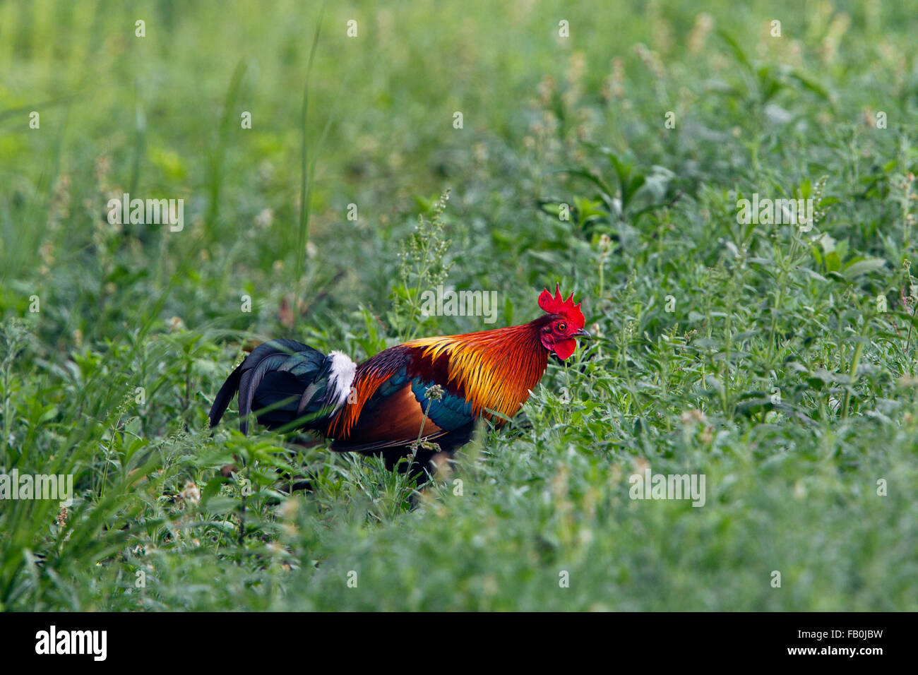 Red Jungle Fowl Stock Photo - Alamy