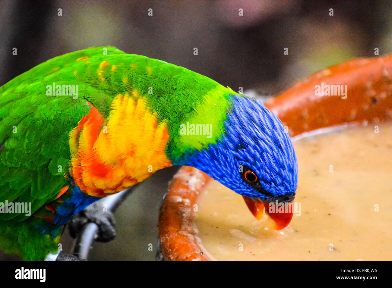 Colored Tropical Parrot Stock Photo - Alamy