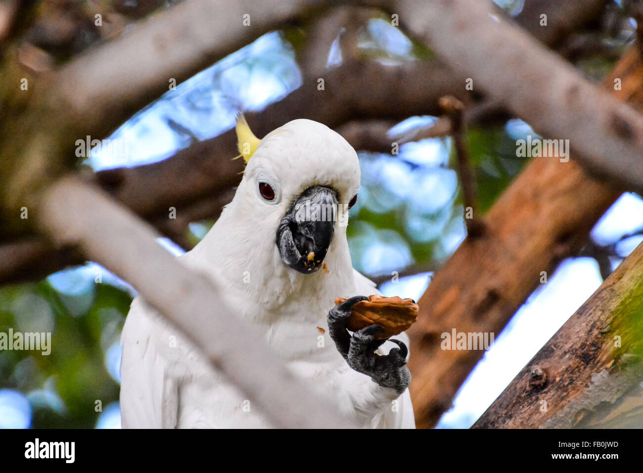 Colored Tropical Parrot Stock Photo - Alamy