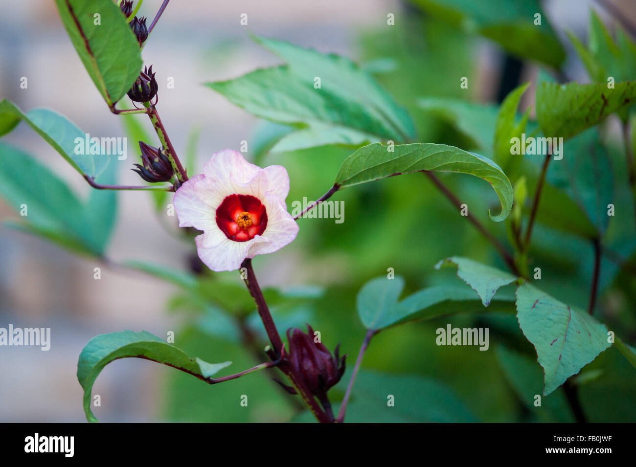 Beautiful roselle hi-res stock photography and images - Alamy