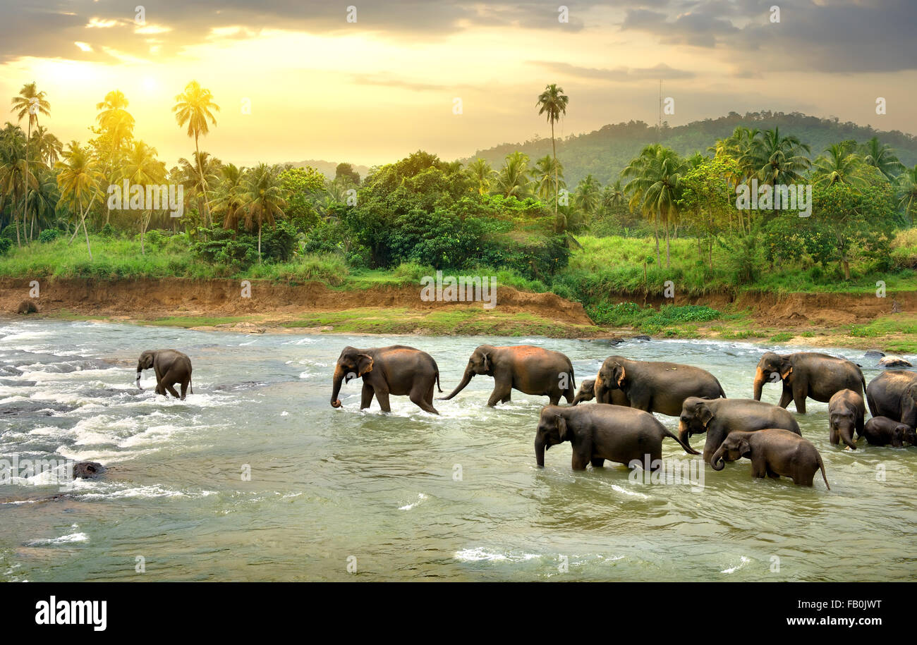 Herd of elephants walking in a jungle river Stock Photo - Alamy