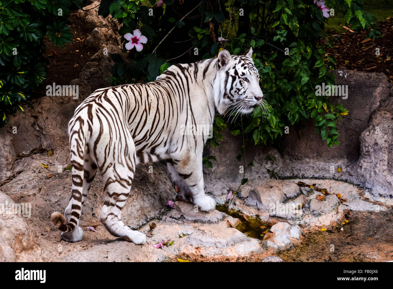 Rare White Striped Wild Tiger Stock Photo - Alamy