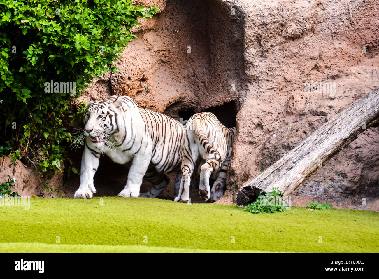 Rare White Striped Wild Tiger Stock Photo - Alamy