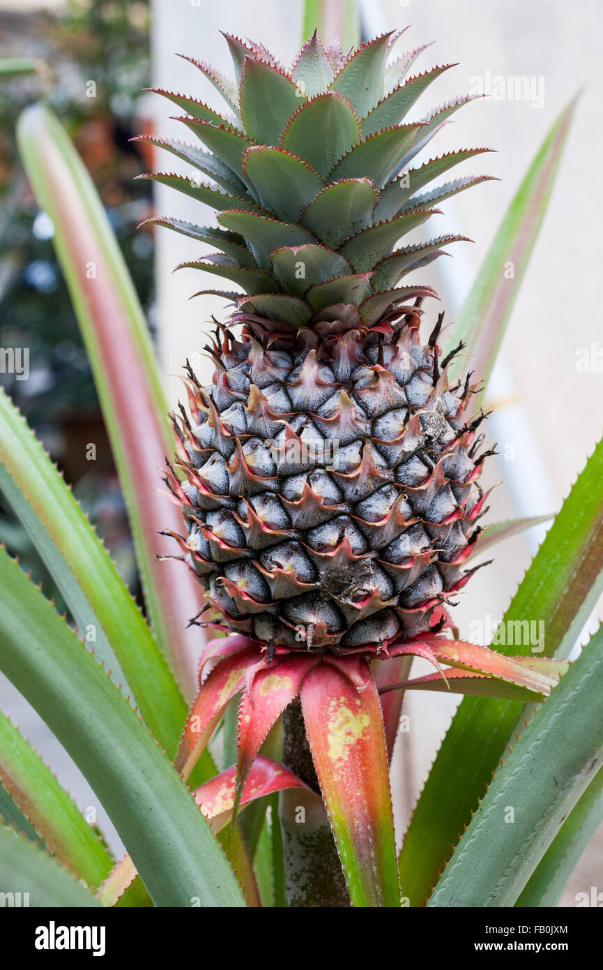 Ananas comosus variegated hi-res stock photography and images - Alamy