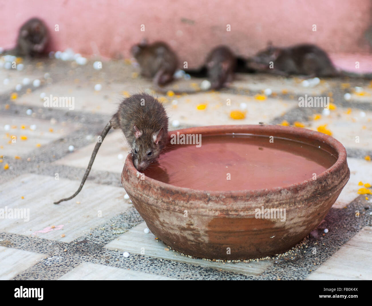 Mice temple in Bikaner, India Stock Photo - Alamy