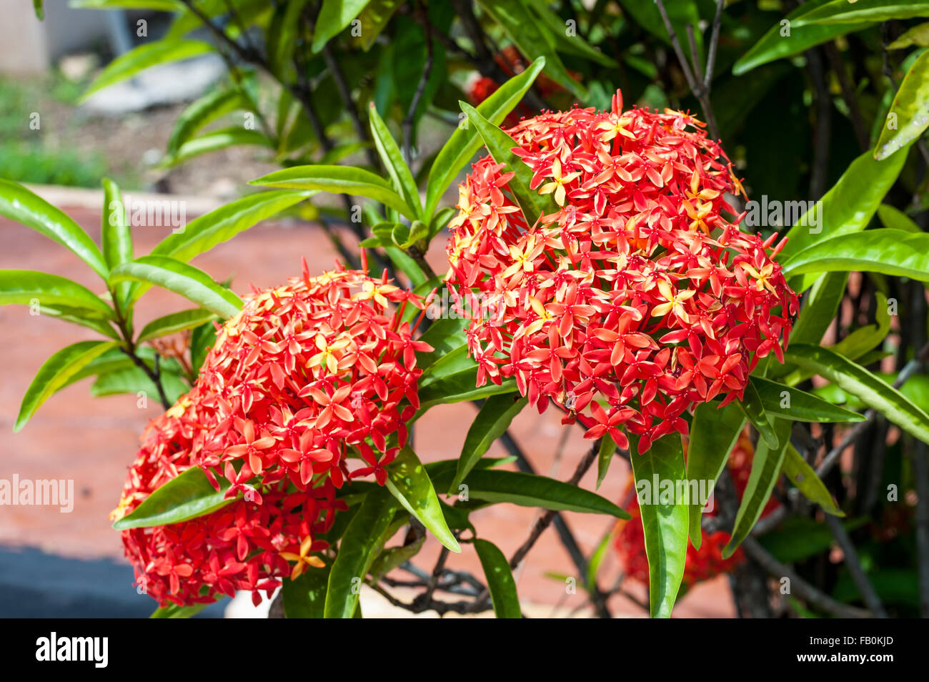 Scarlet ixora hi-res stock photography and images - Alamy