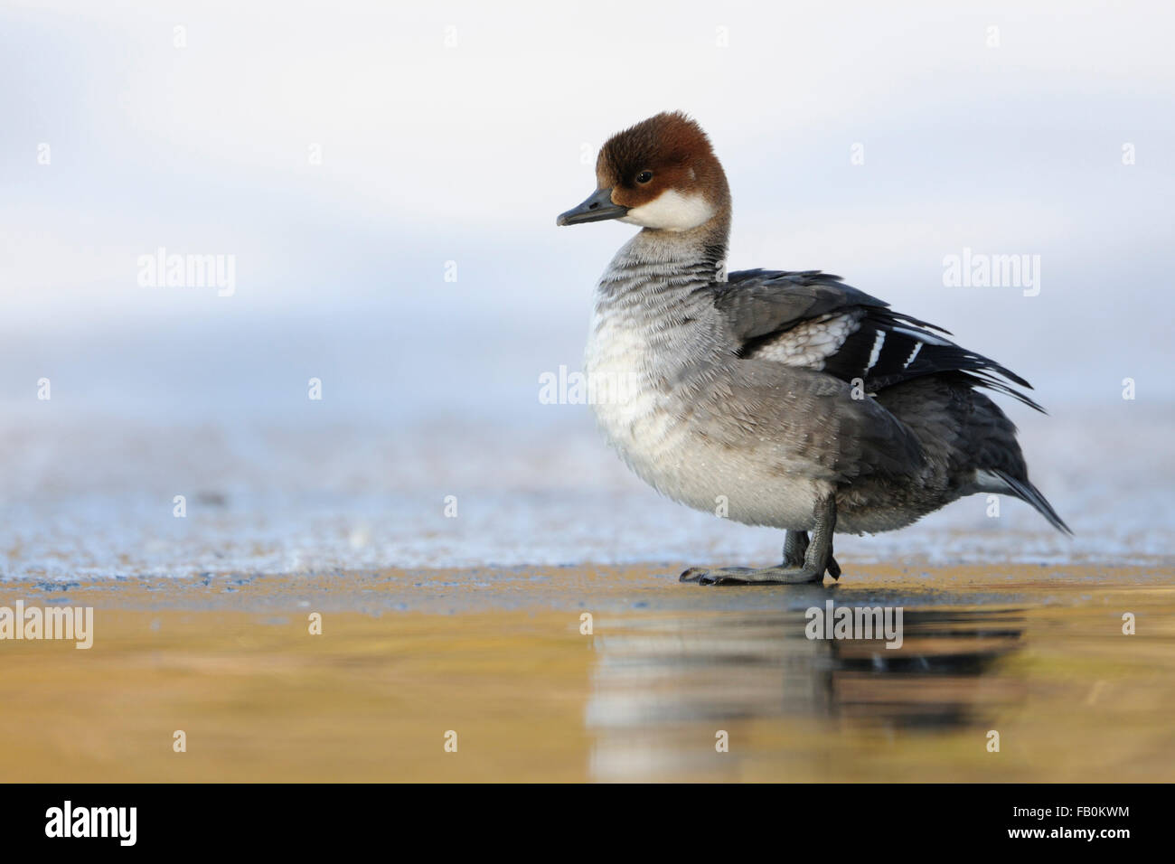 Female Smew / Zwergsaeger ( Mergellus albellus ), winter guest, stands ...