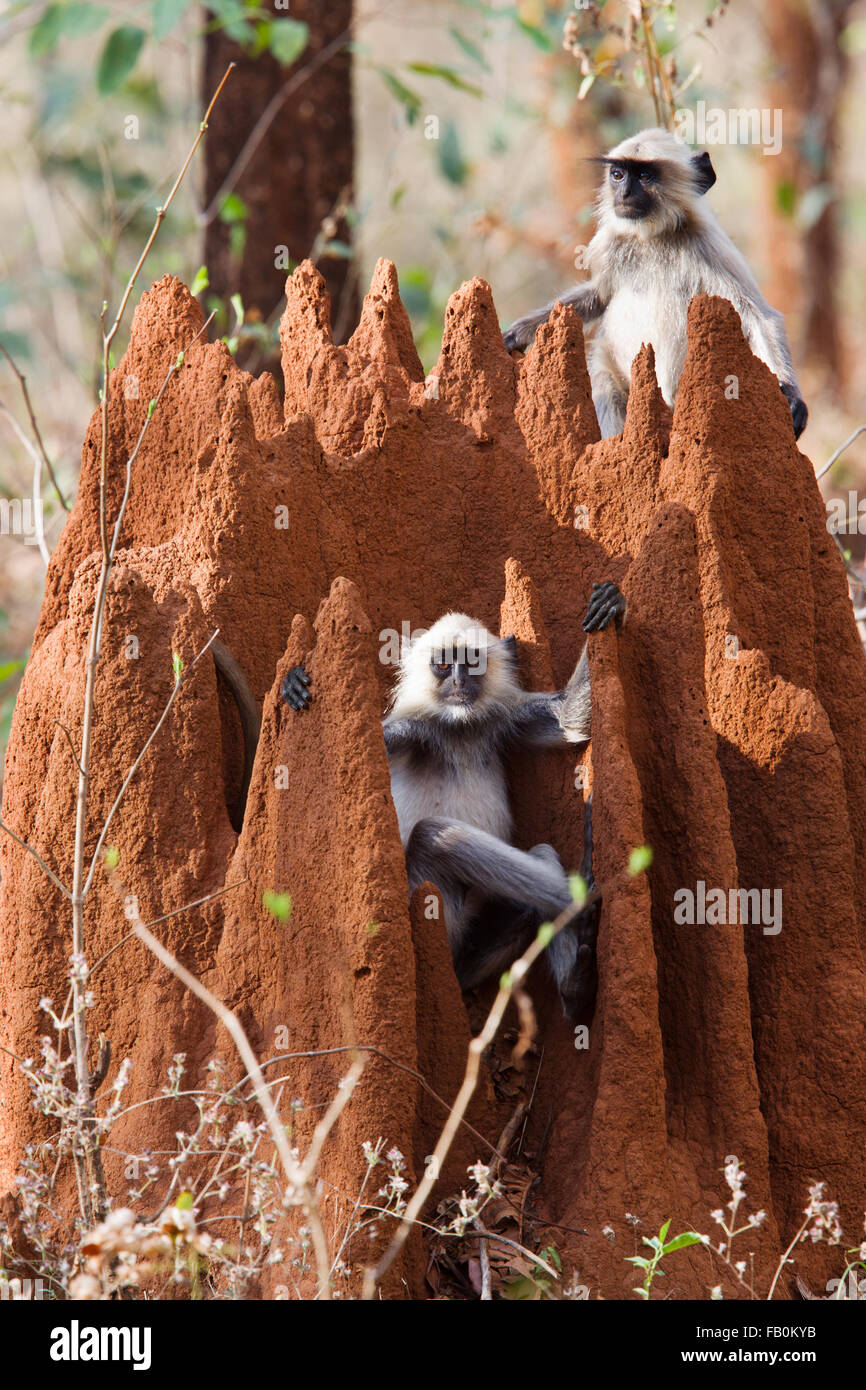 Langur images hi-res stock photography and images - Alamy