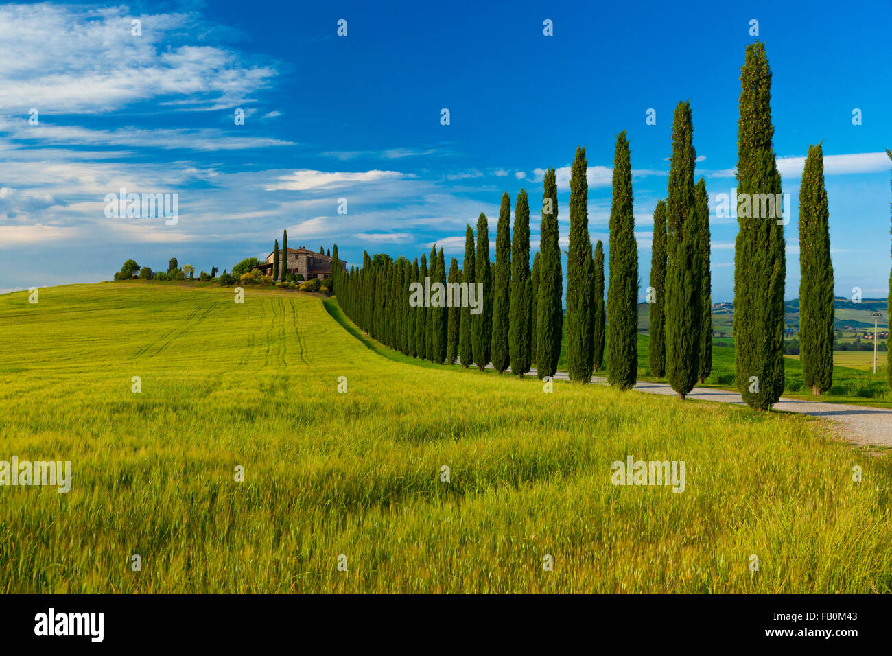 A line of trees leading to a mansion in Tuscany, Italy Stock Photo - Alamy